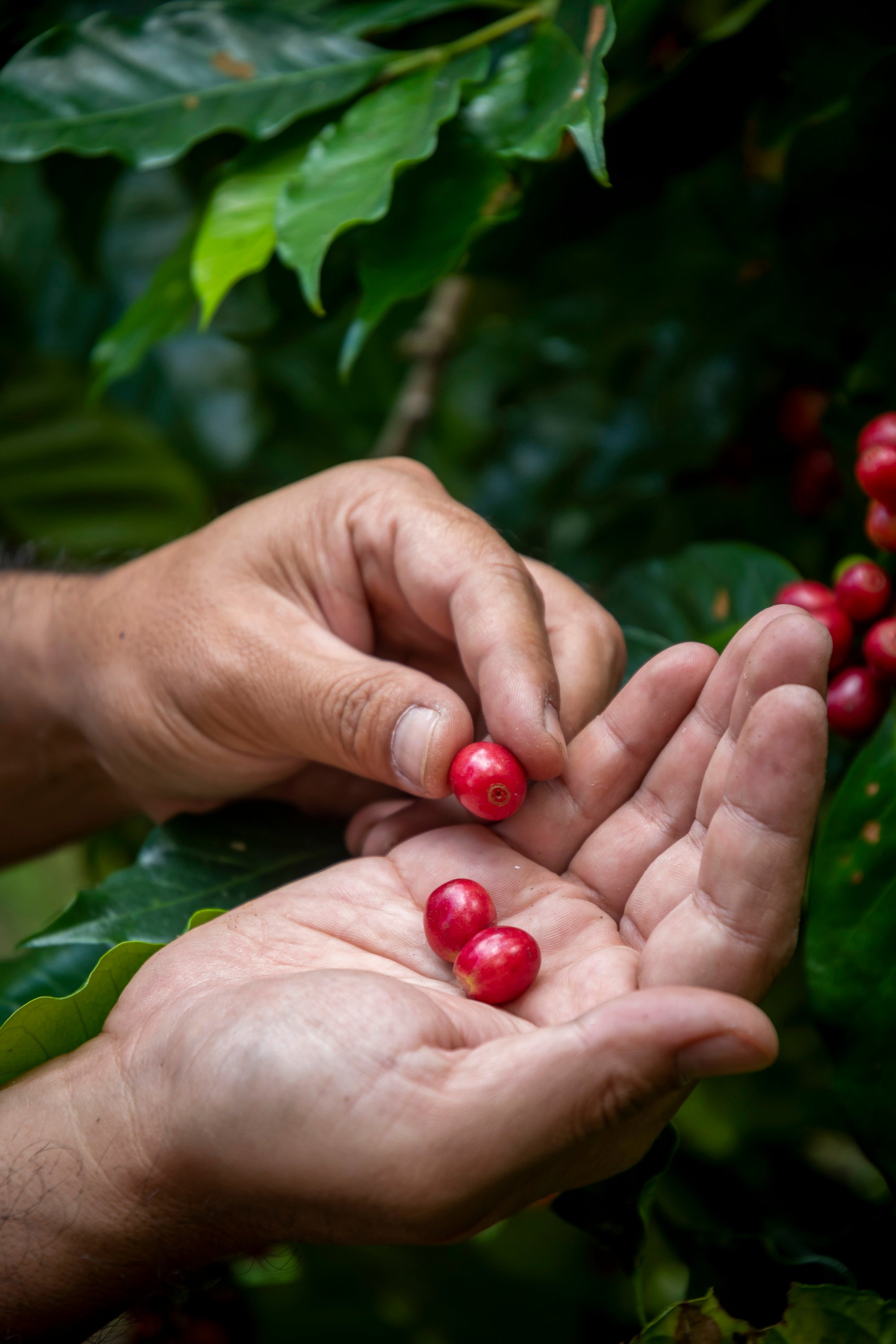 Ethically sourced, freshly roasted specialty coffee delivered to you ...